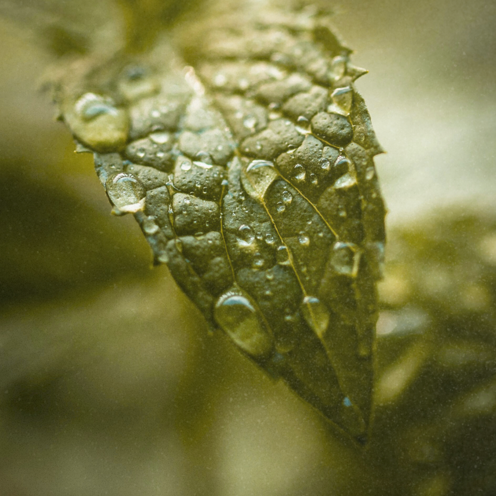 Debonaire Hair Systems